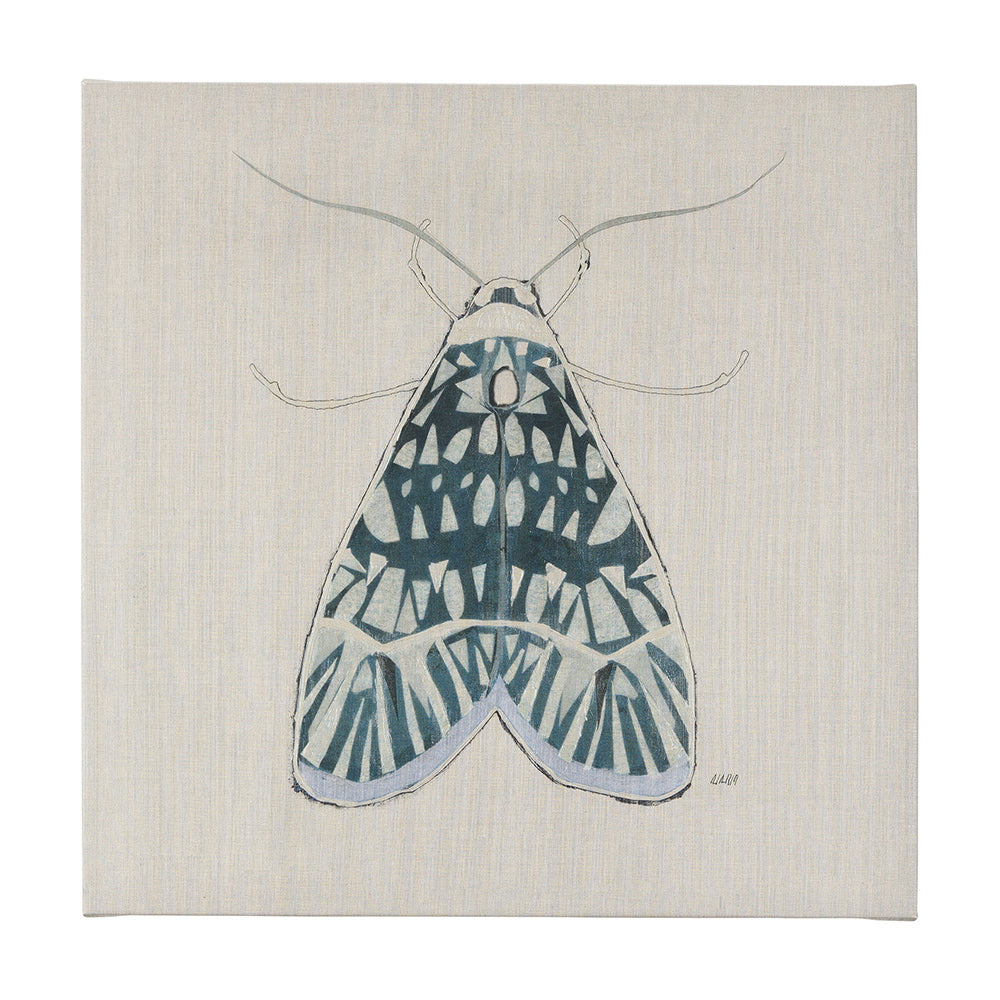 Mercana Moth Collection – AFA Stores