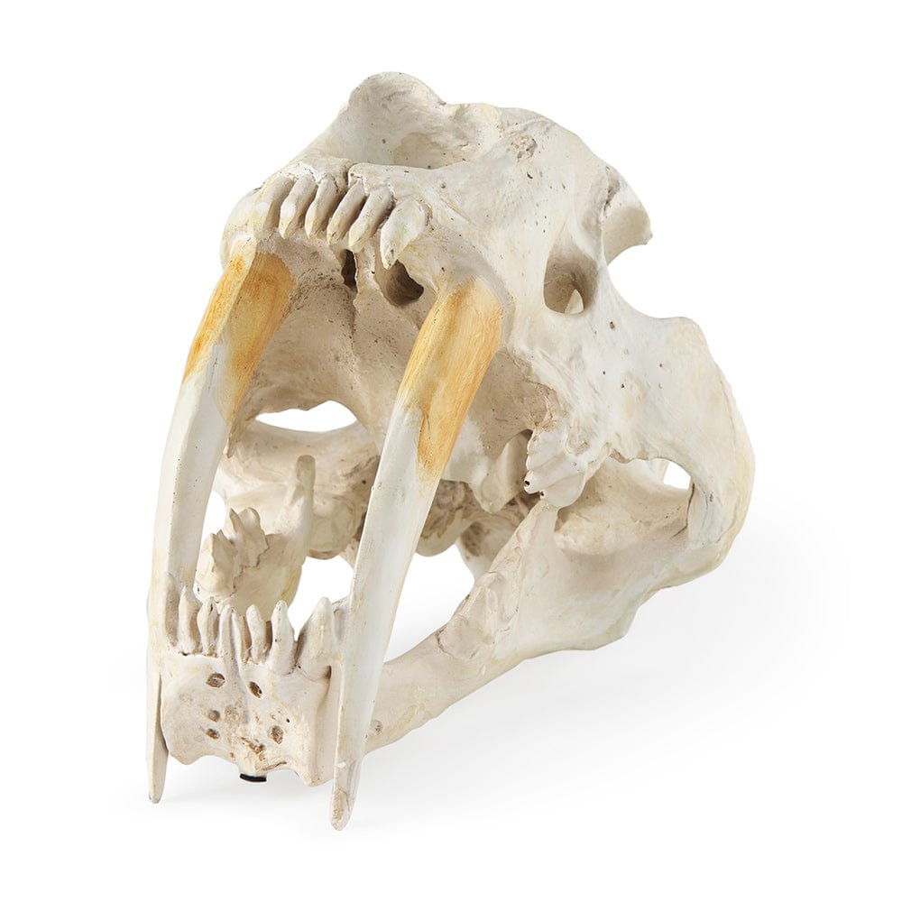Mercana - Fozzil 9L x 9W Resin Sabretooth Skull Replica - 57425 – AFA ...